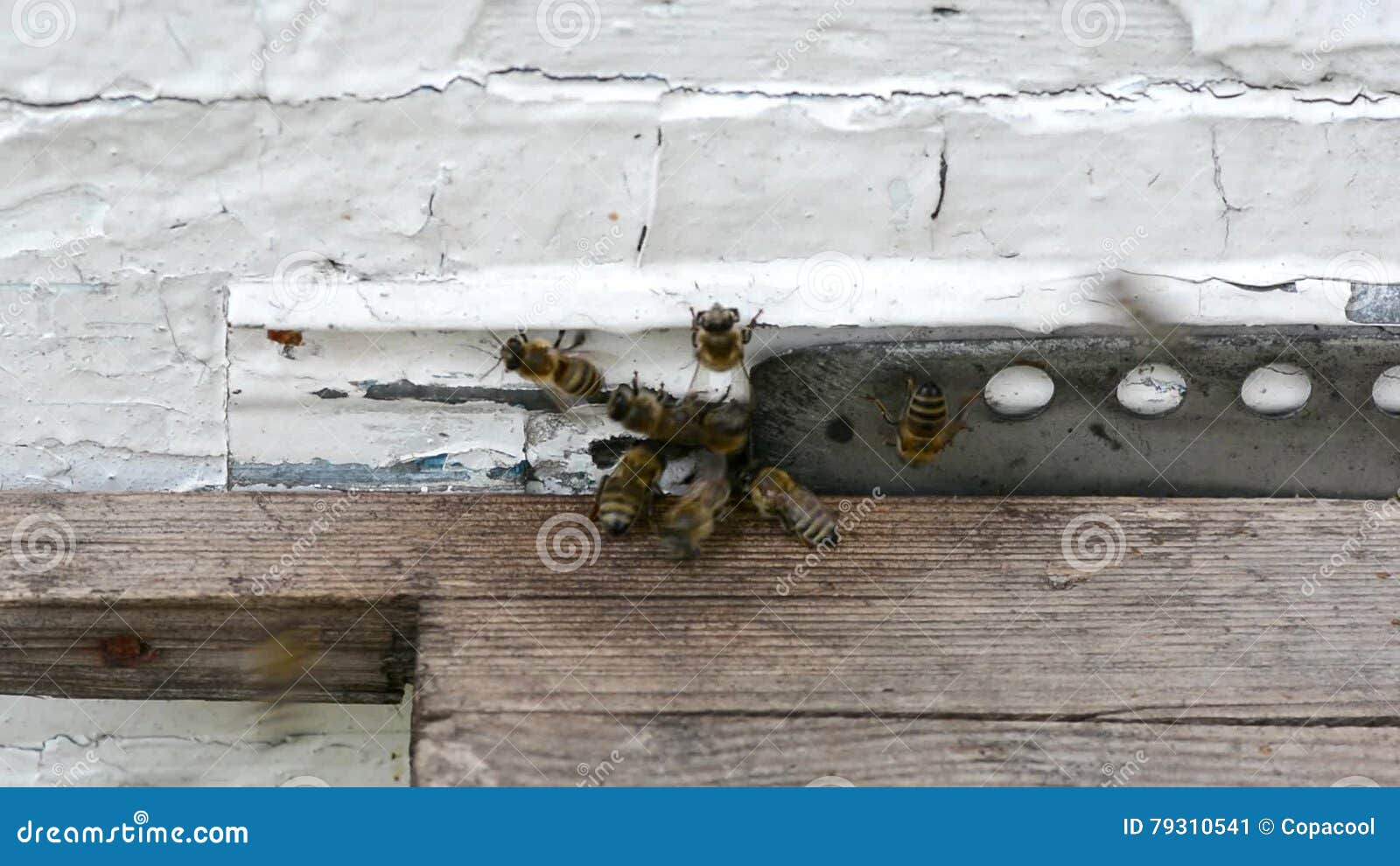 Honey Bees Swarming and Flying Around Their Beehive Stock Video - Video ...