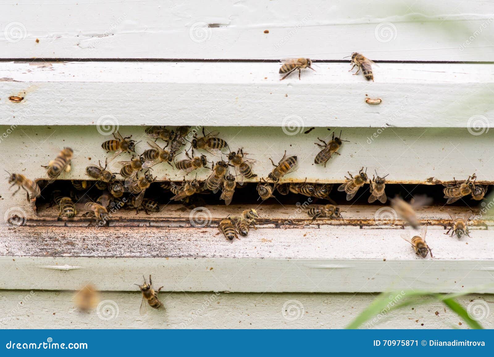 Honey Bees Swarming and Flying Around Their Beehive Stock Image - Image ...