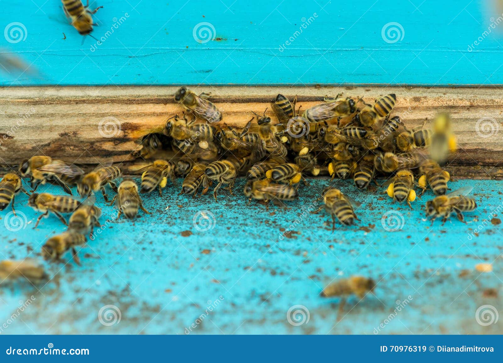 Honey Bees Swarming and Flying Around Their Beehive Stock Image - Image ...