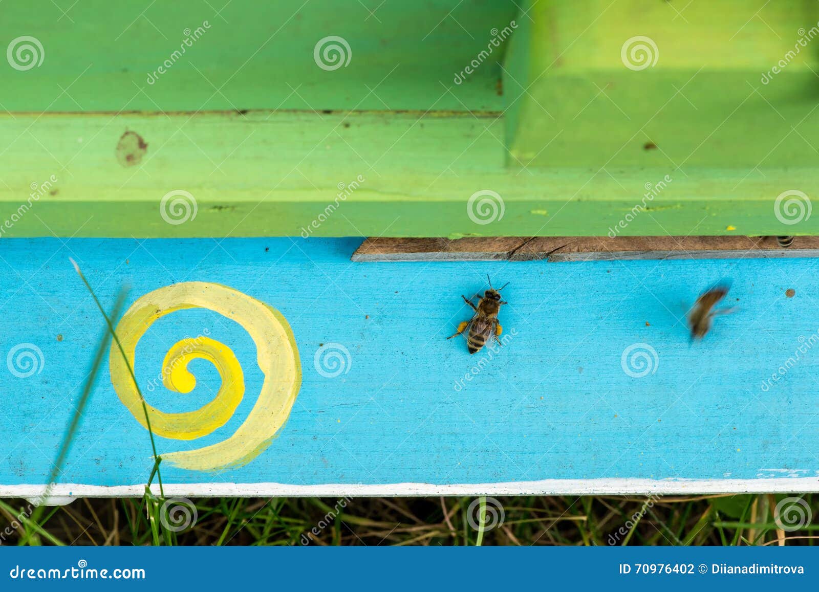Honey Bees Swarming and Flying Around Their Beehive Stock Photo - Image ...