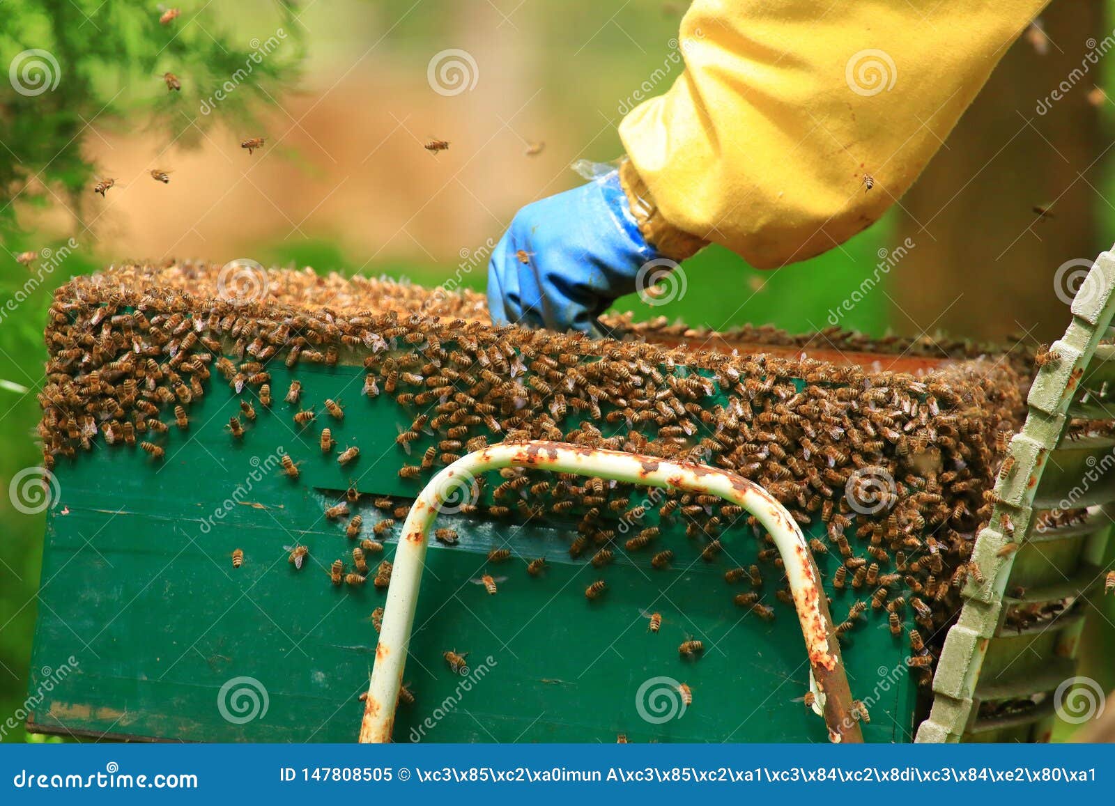Bees Swarming Around A Bee-entrance Of A Hive Royalty-Free Stock Photo ...