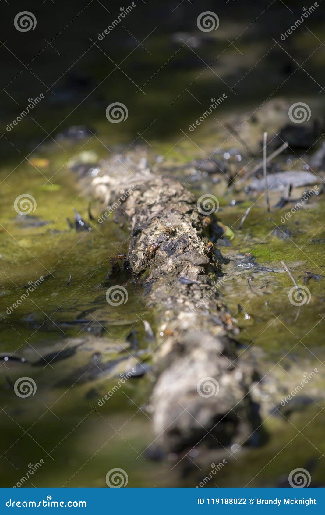 Honey Bees Swarming stock photo. Image of country, rural - 119188022