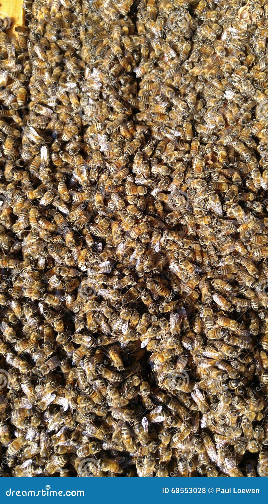 Honey Bees stock photo. Image of full, honey, super, bees - 68553028