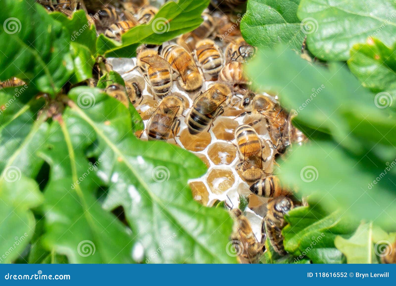 Honey bees in a wild hive stock photo. Image of young - 118616552