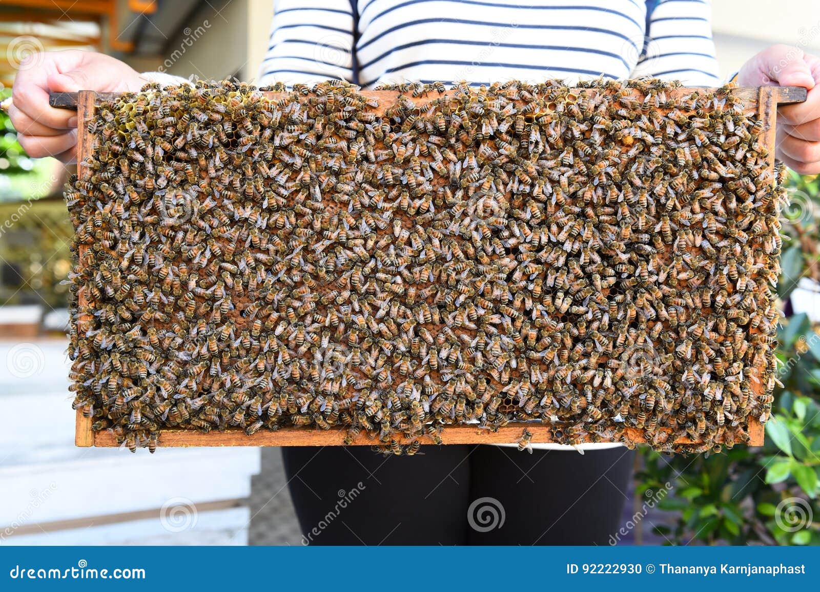 Honey Bees on Wooden Frames Stock Photo - Image of animal, beehive ...