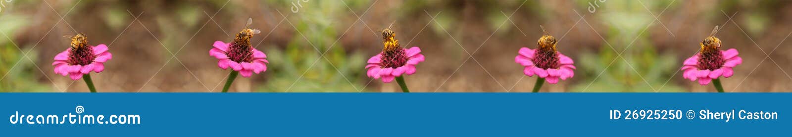 Bee Border Frame Stock Images - Download 61 Royalty Free Photos
