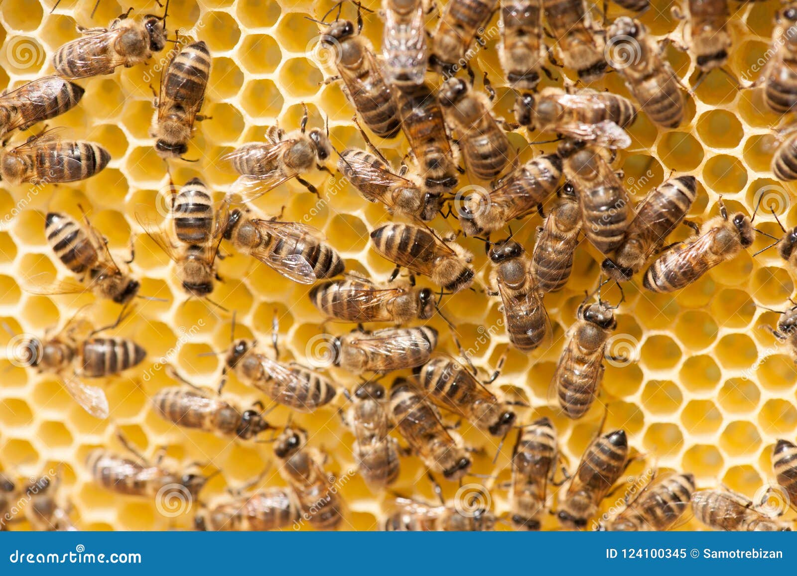 Honey Bees Swarming On Tree Stock Photography | CartoonDealer.com ...