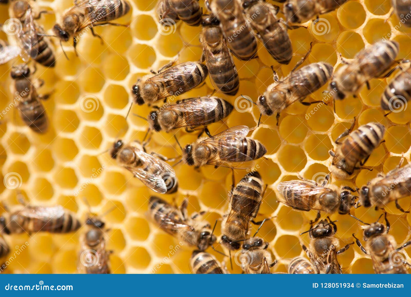 Bees Are Working On Laying Propolis In Hive. Honey Bees Work In A Hive ...