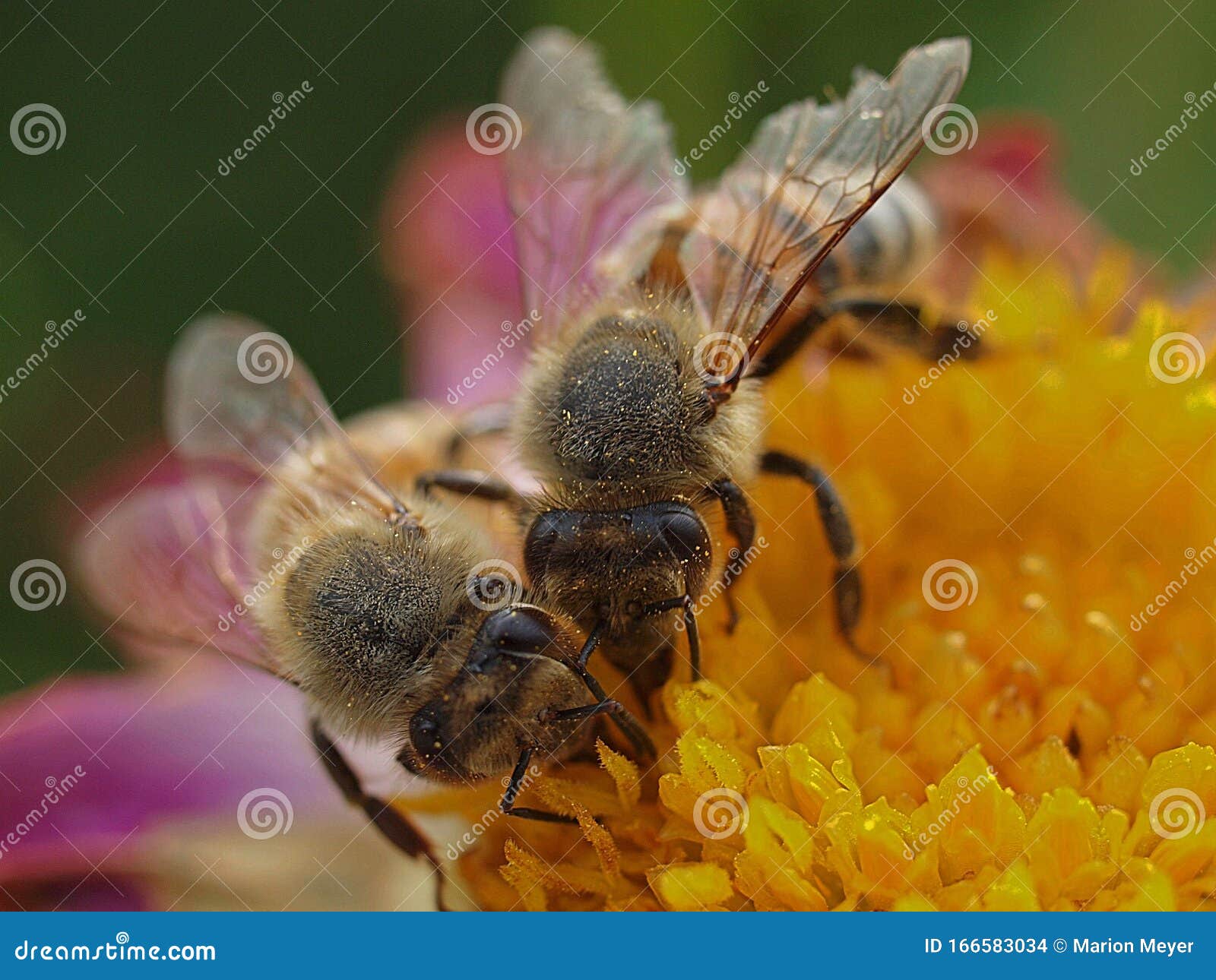 Honey Bees Working in a Team Stock Photo - Image of collect, pistil ...