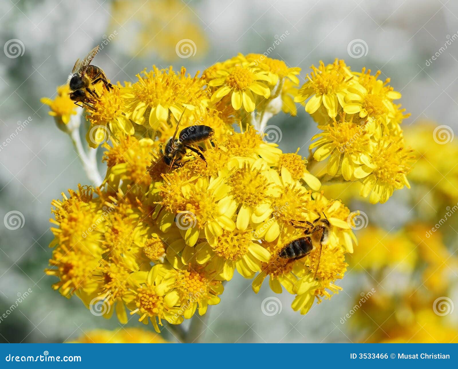 Honey Bees on Yellow Flowers Stock Photo - Image of detail, abdomen ...