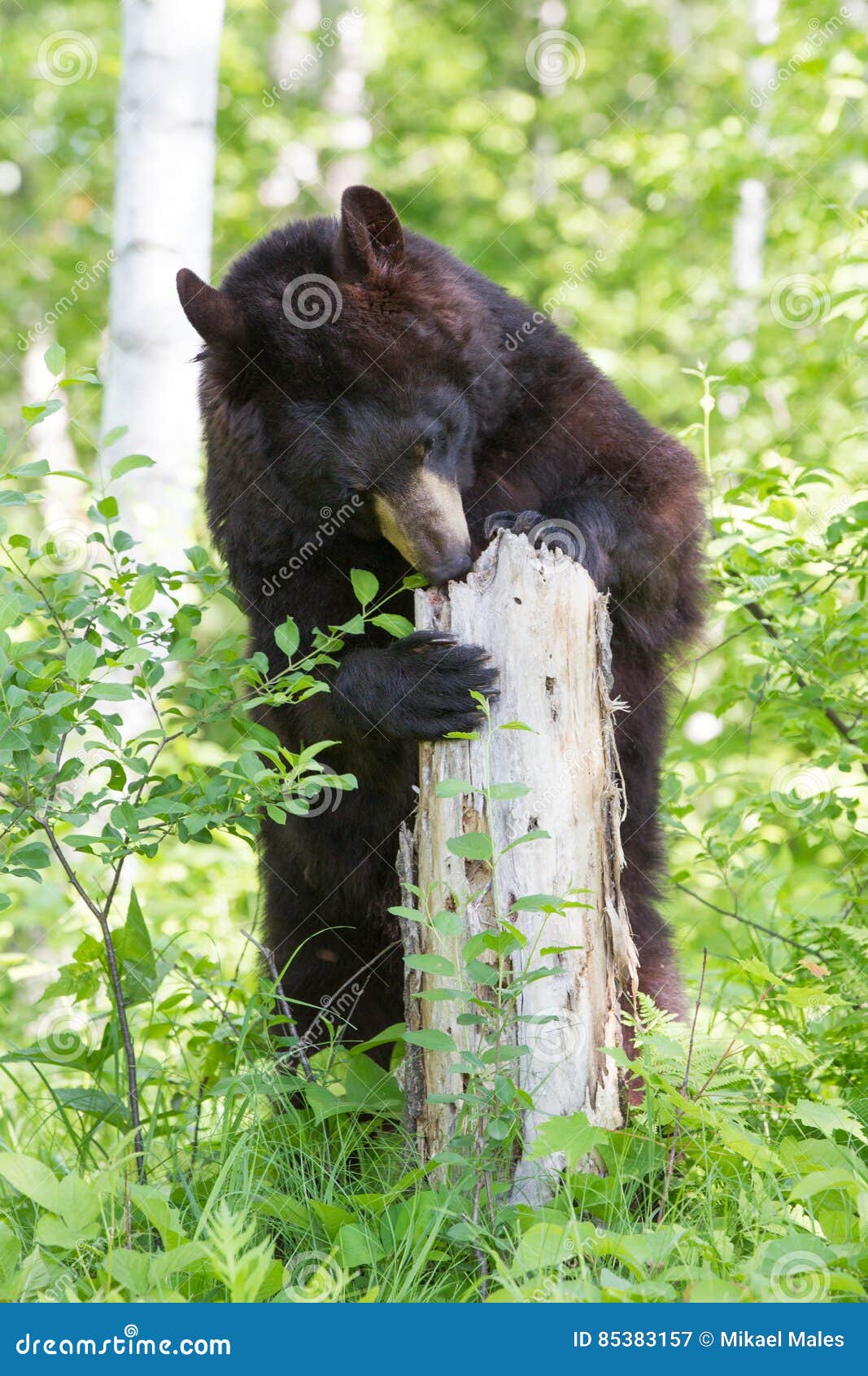 Honey stock image. Image of green, mammal, furry, close - 85383157