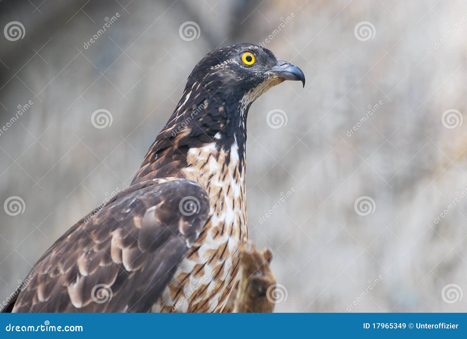 Honey Buzzard stock image. Image of bird, buzzard, beak - 17965349