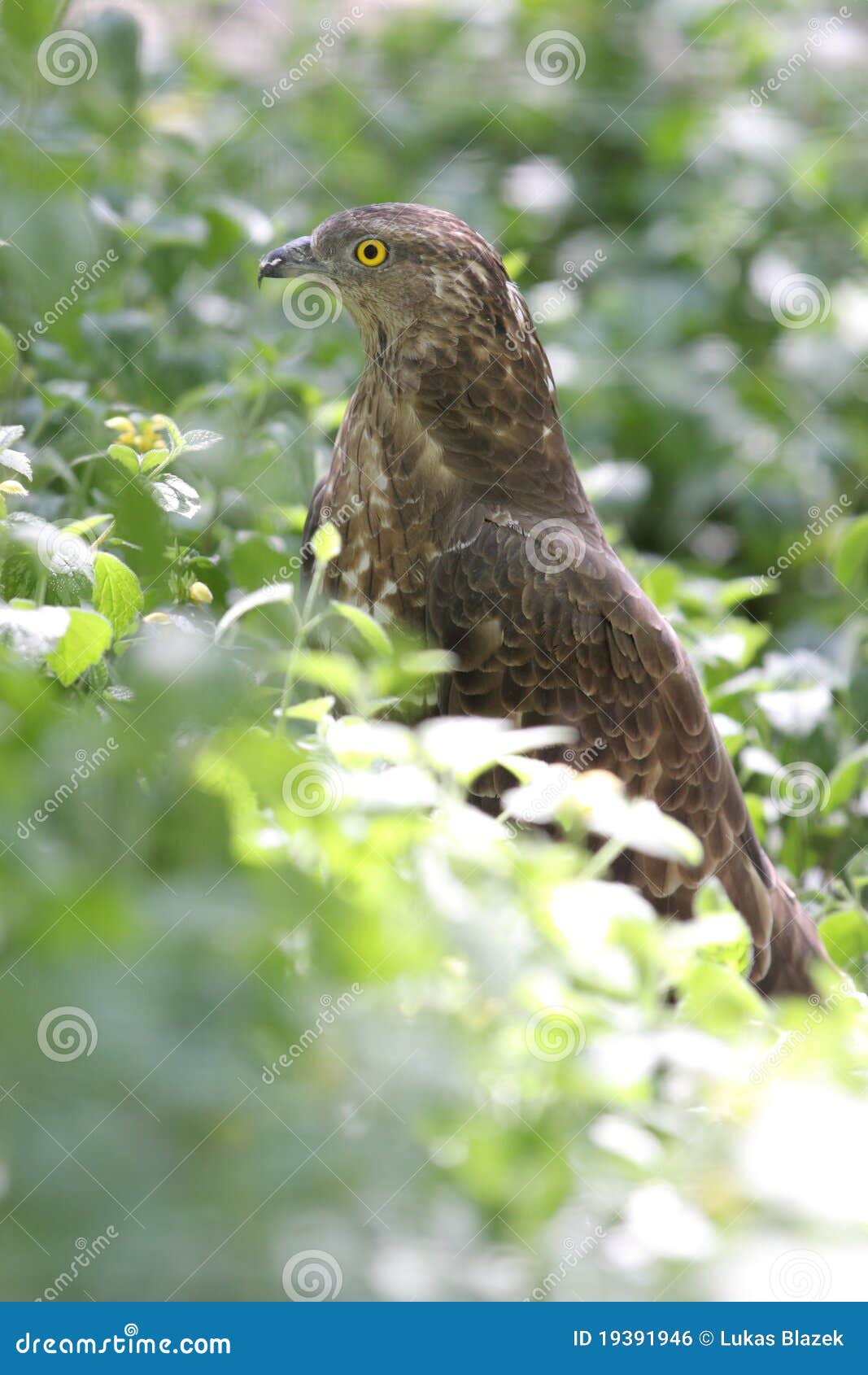 Honey buzzard stock photo. Image of tree, buzzard, plant - 19391946