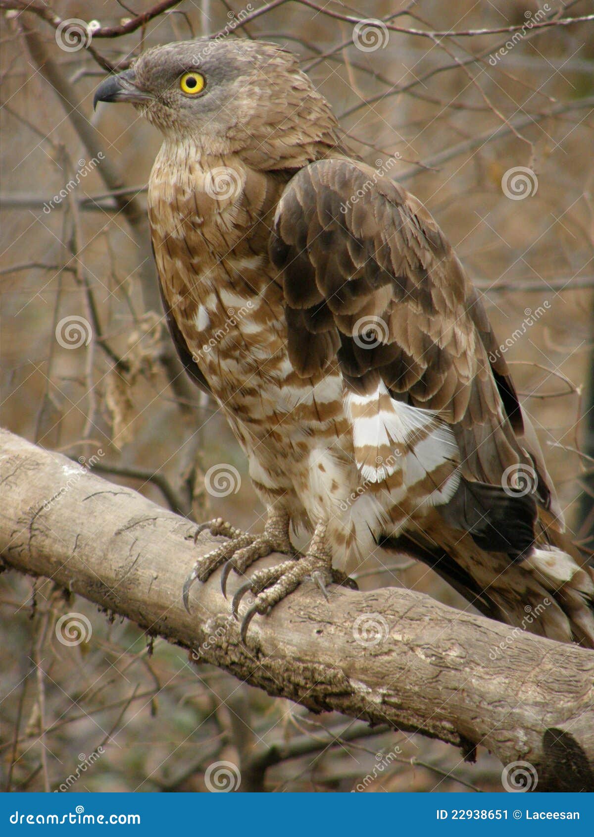 Honey buzzard stock image. Image of predators, animals - 22938651