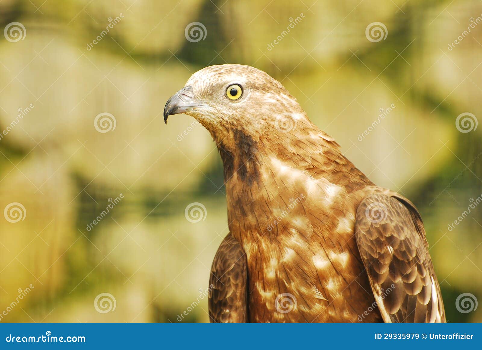 Honey Buzzard stock image. Image of feathers, talons - 29335979