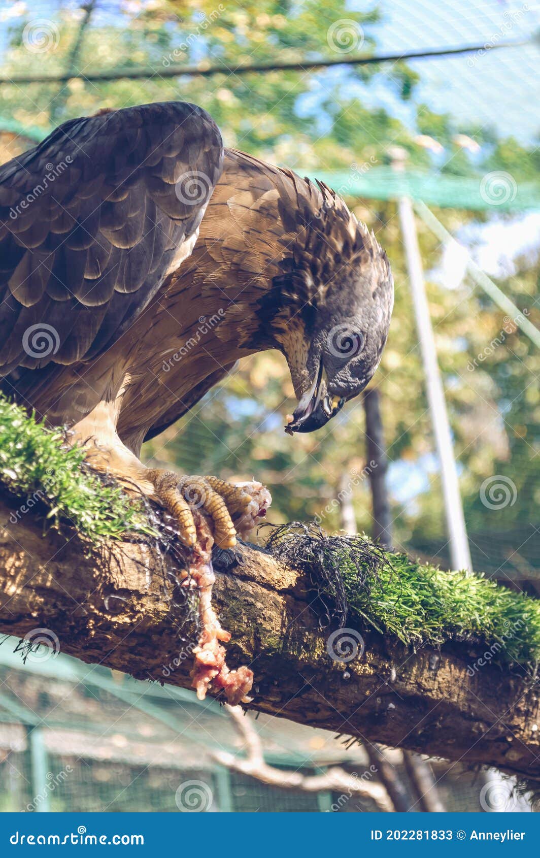 Honey-buzzard Eating Fresh Chicken Meat Stock Image - Image of nature ...