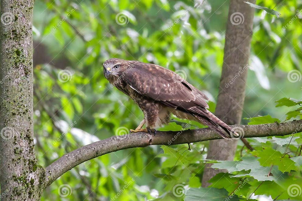 Honey Buzzard Perching on Tree Branch Stock Image - Image of bird ...