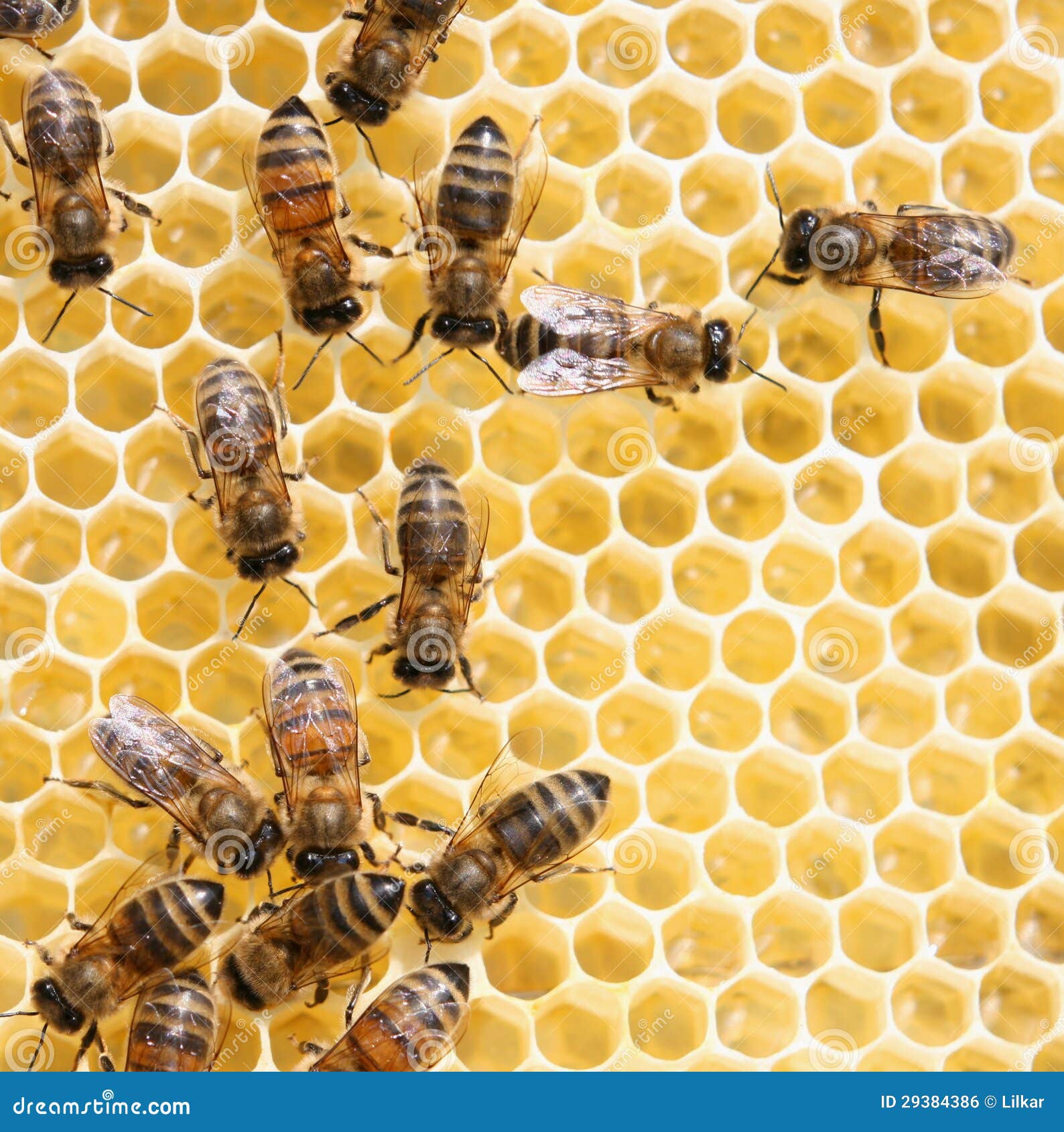 Honey cells and bees stock photo. Image of authority - 29384386
