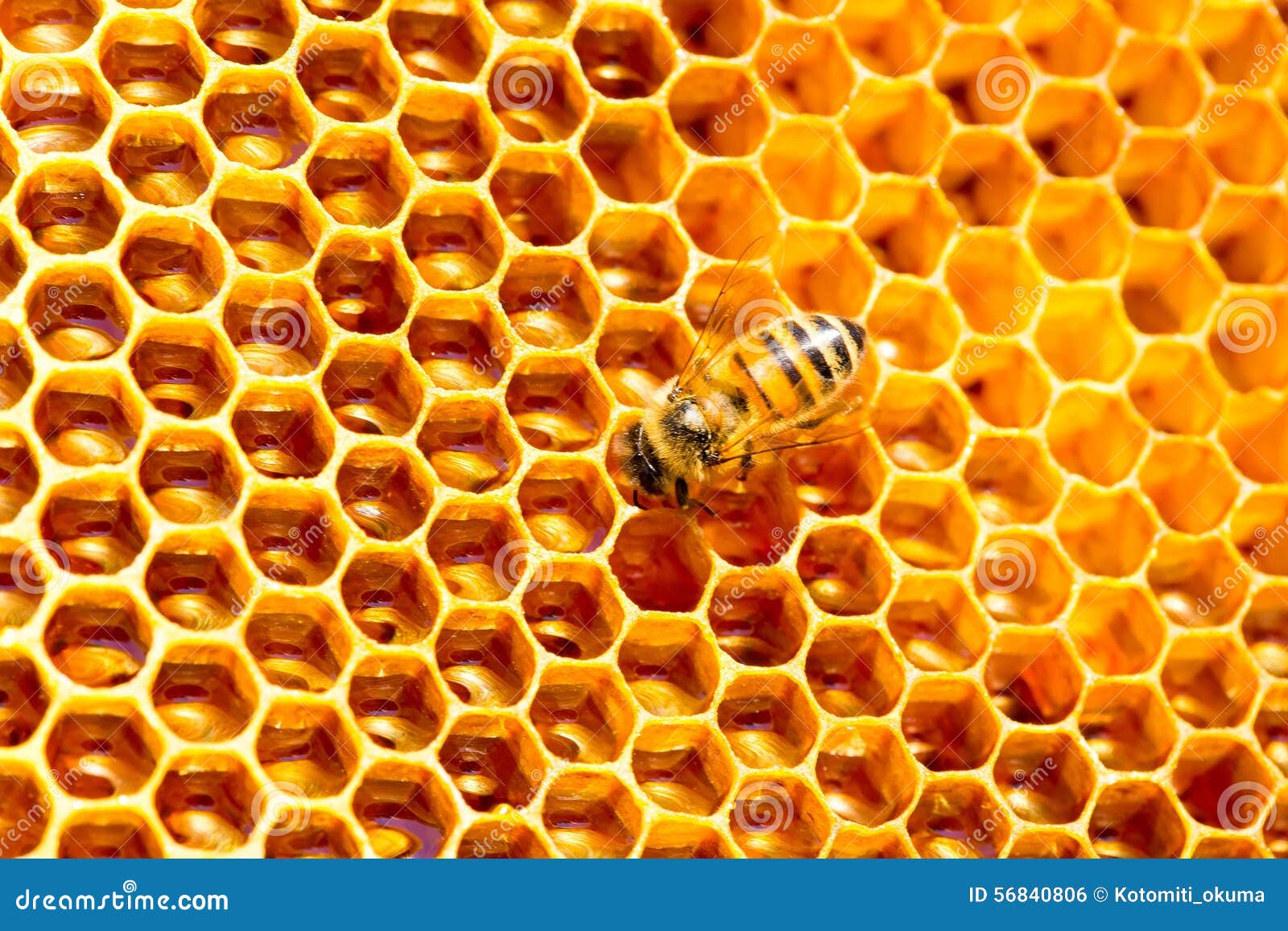 Honey Cells Pattern.bees Work on Honeycomb. Stock Photo - Image of ...