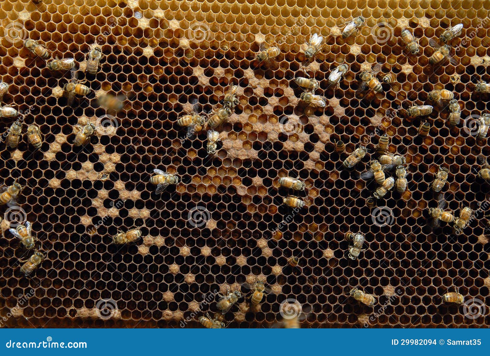 Bees & Cells stock photo. Image of nature, backgrounds - 29982094