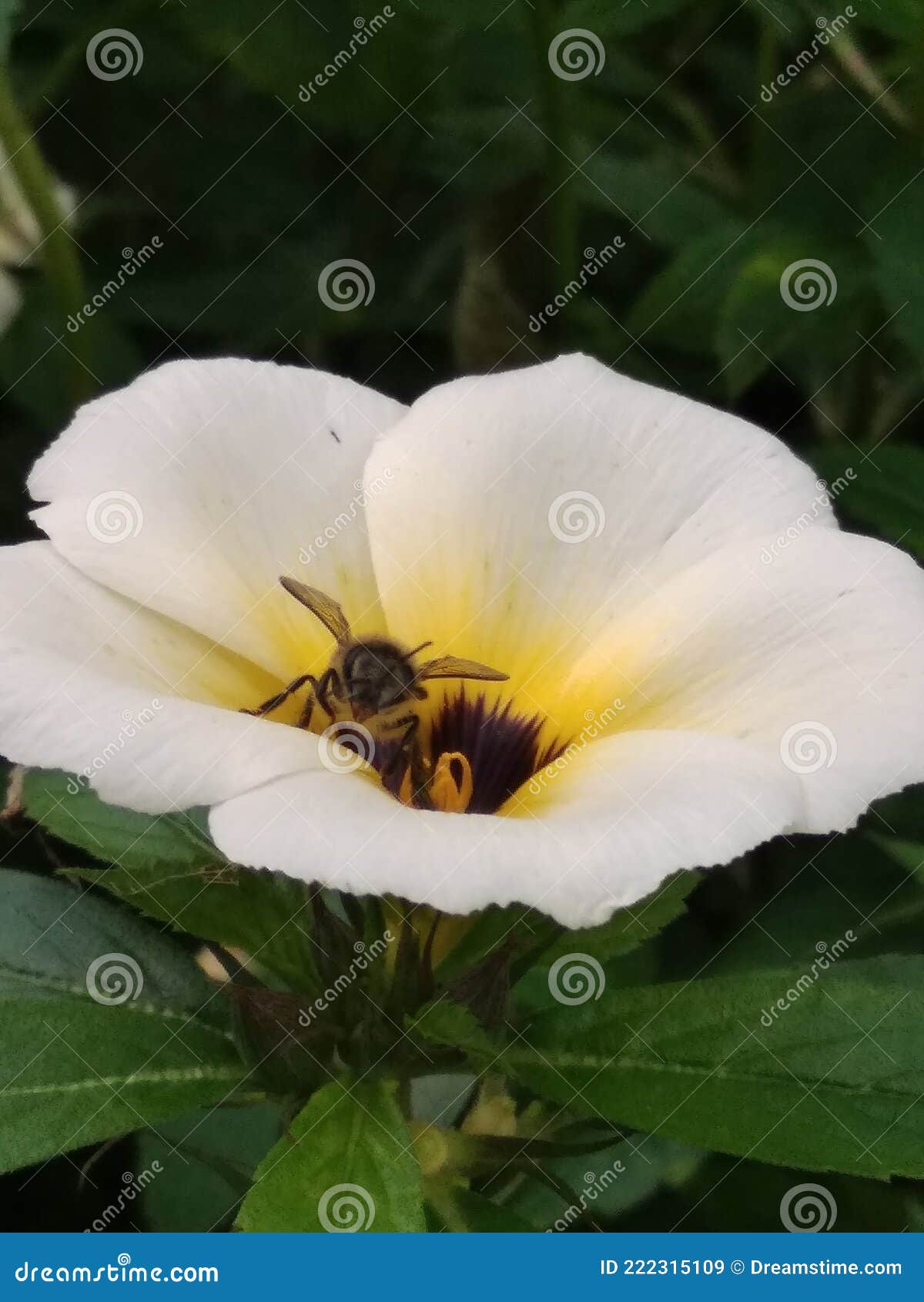 Honey Bee Collecting Pollen From Centaurea Stoebe Or Cirsium Arvense ...