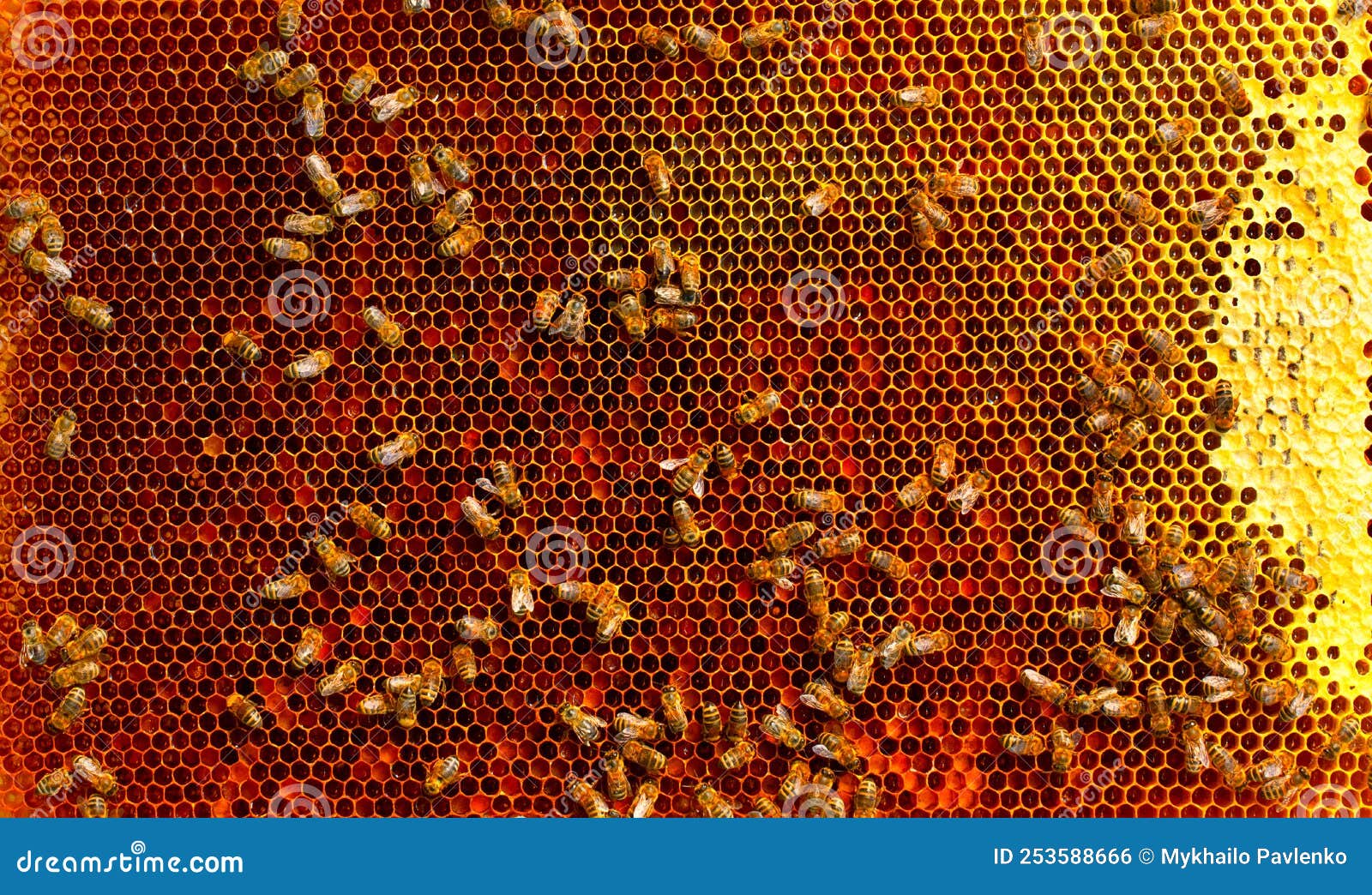 A Honey-colored Pollen Frame in a Beehive. Abstract Natural Background ...