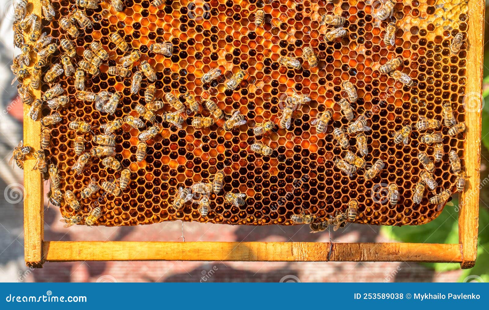 A Honey-colored Pollen Frame in a Beehive. Abstract Natural Background ...