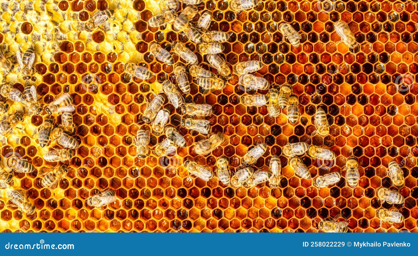 A Honey-colored Pollen Frame in a Beehive. Abstract Natural Background ...