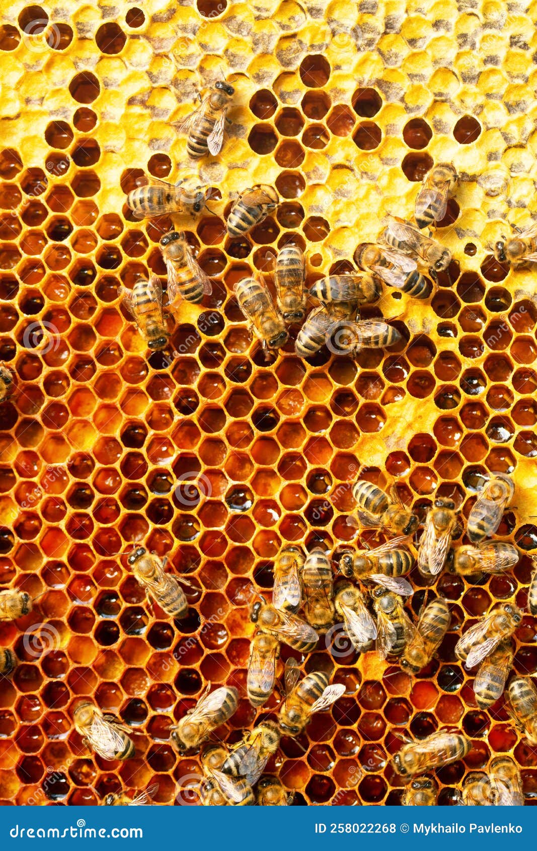 A Honey-colored Pollen Frame in a Beehive. Abstract Natural Background ...