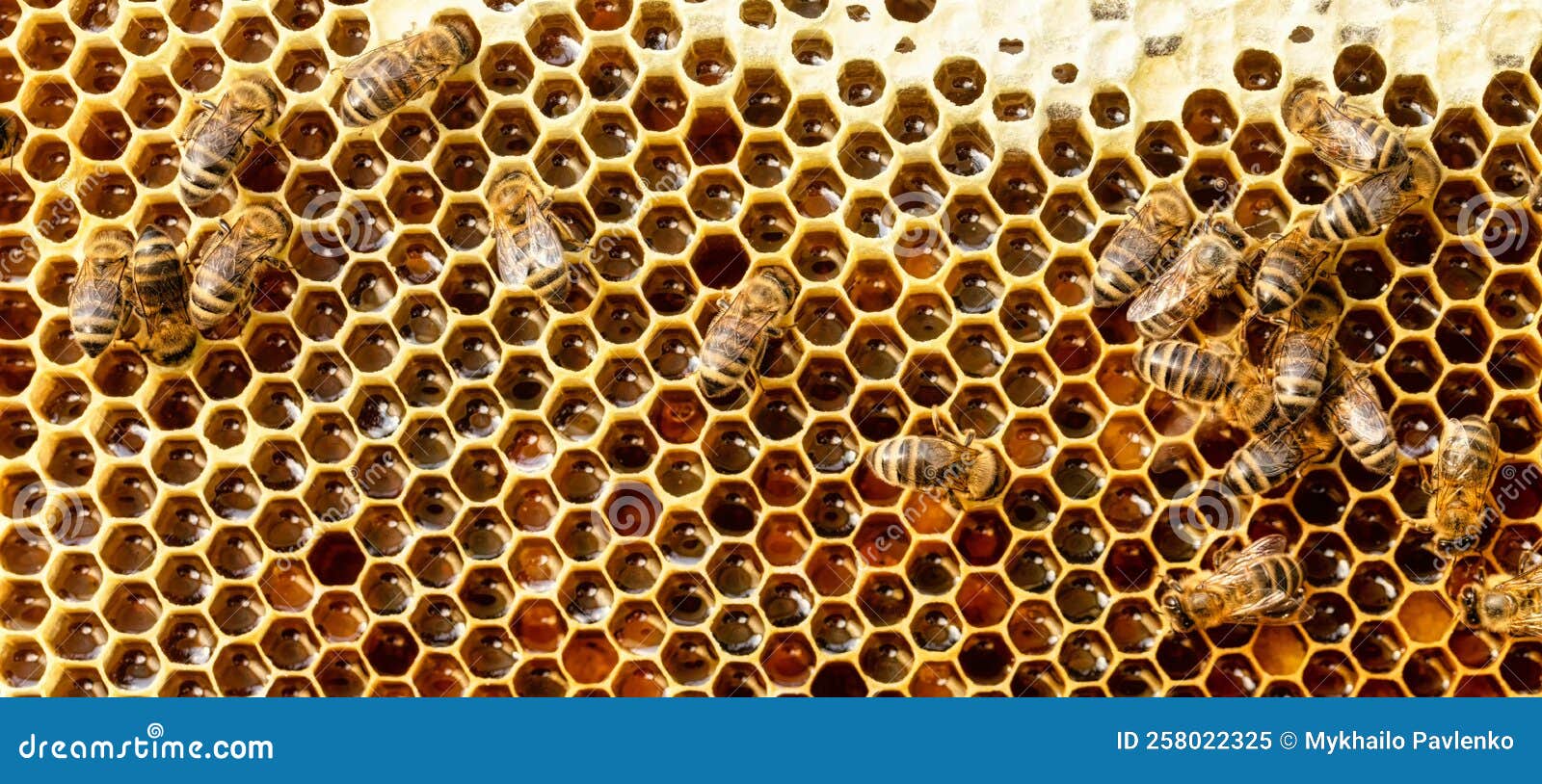 A Honey-colored Pollen Frame in a Beehive. Abstract Natural Background ...