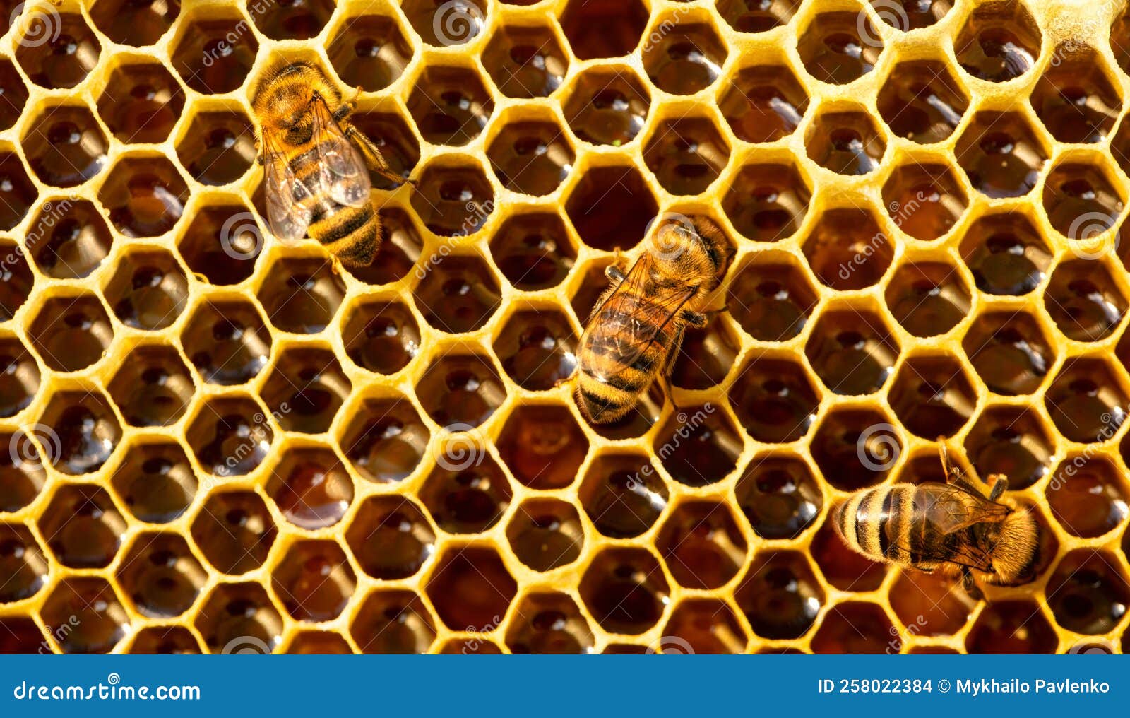 A Honey-colored Pollen Frame in a Beehive. Abstract Natural Background ...