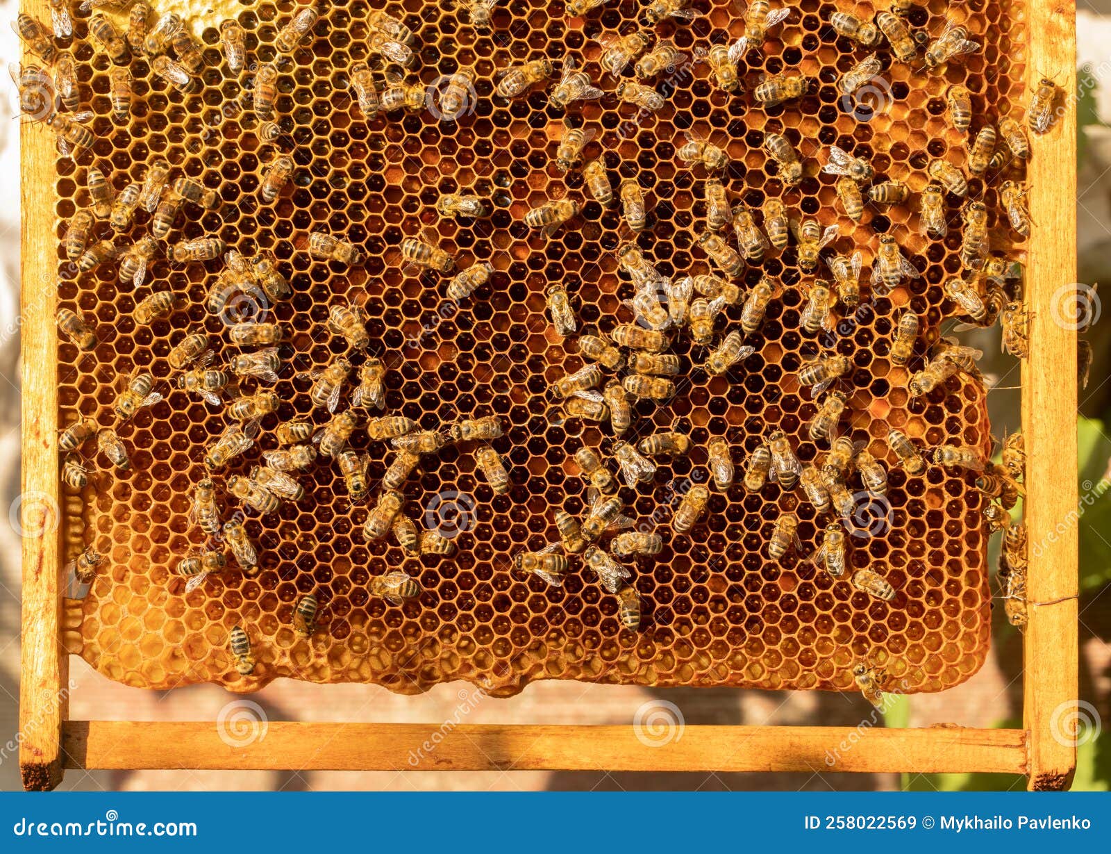 A Honey-colored Pollen Frame in a Beehive. Abstract Natural Background ...