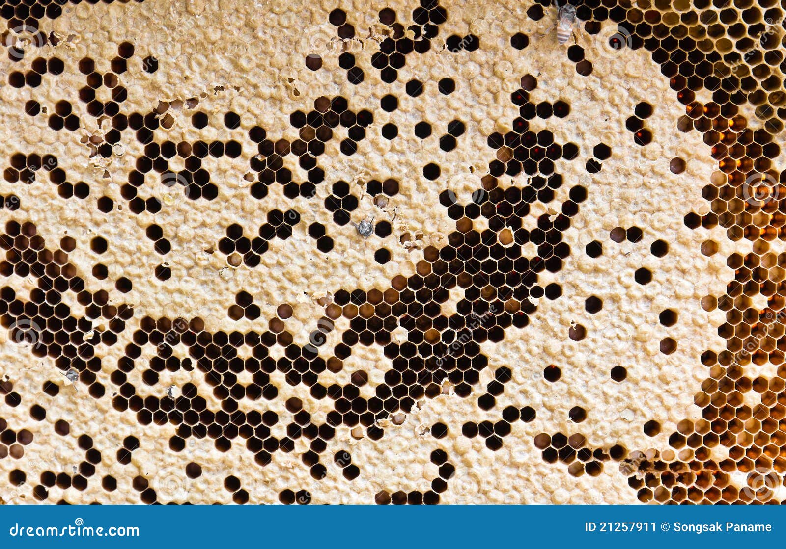 Honey comb stock image. Image of honeyed, healthy, honey - 21257911