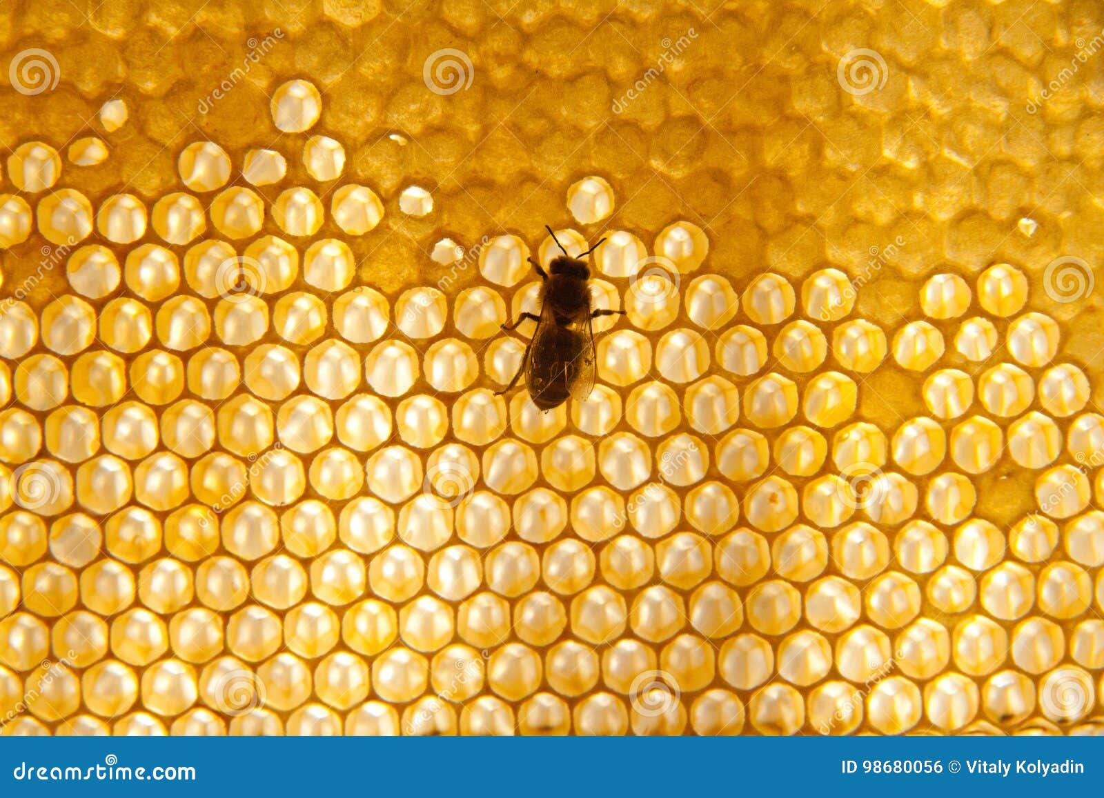 Honey Bees Comb Background