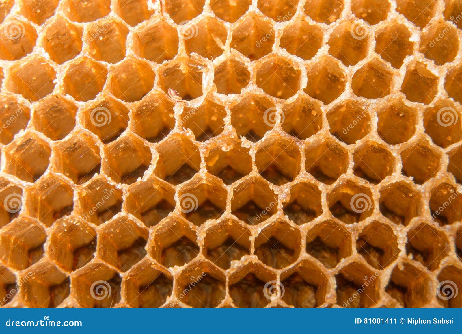 Honey comb bee home stock image. Image of honeycomb, pollen - 81001411