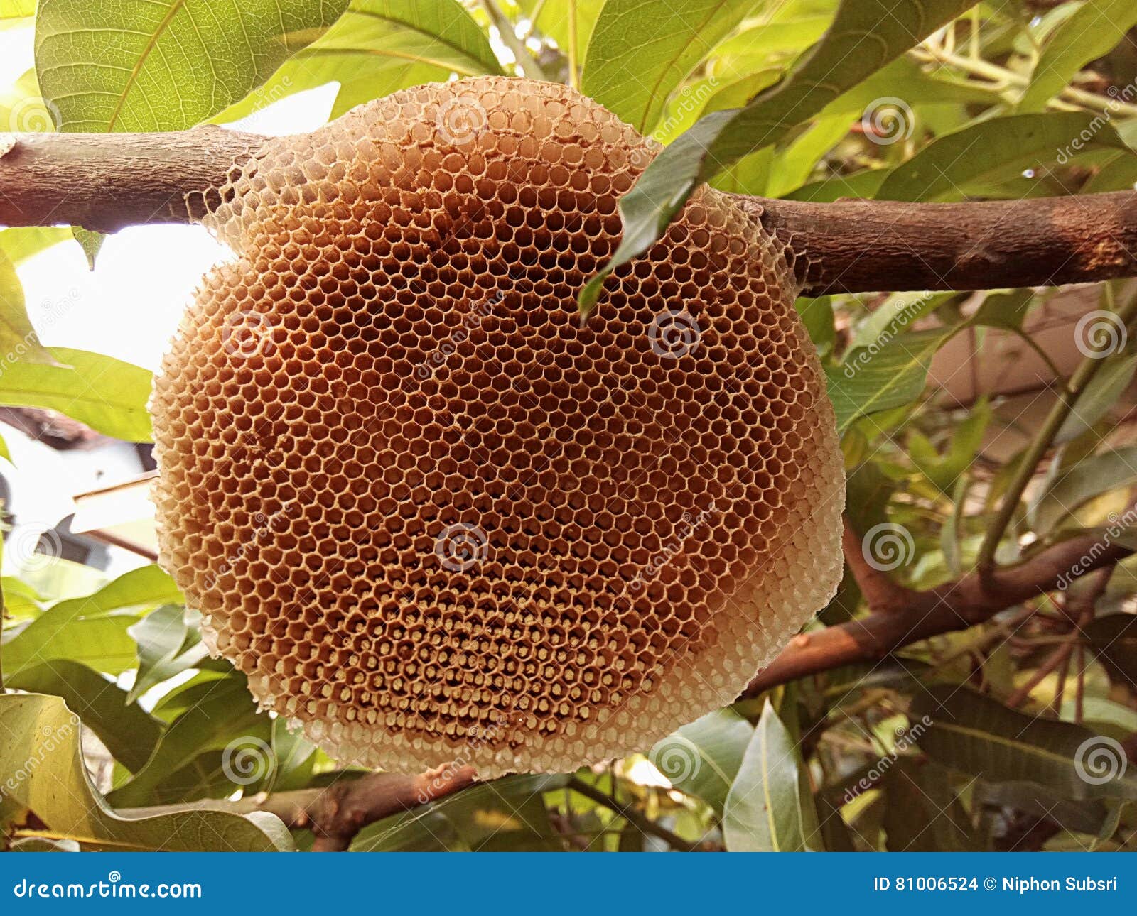 Honey comb bee home stock photo. Image of close, golden - 81006524