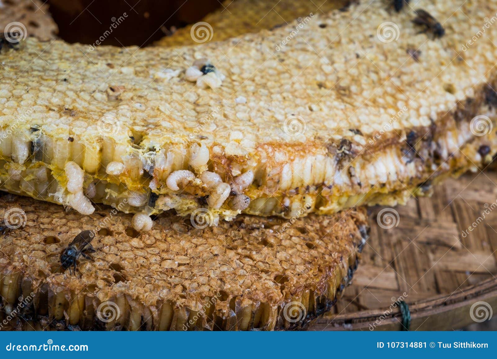 Honey comb with bee larvae stock image. Image of grill - 107314881