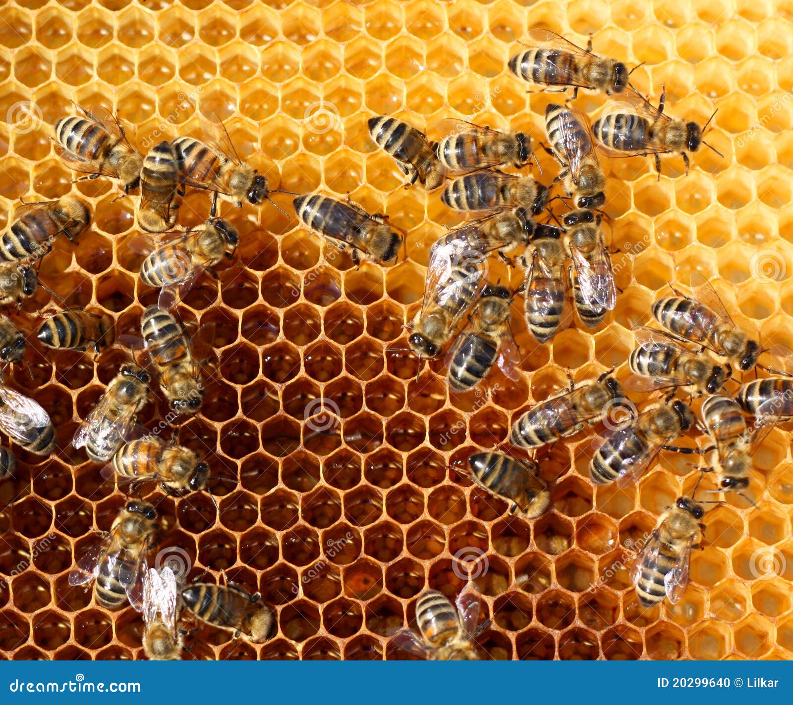 Honey Comb And A Bees Stock Photo - Image: 20299640