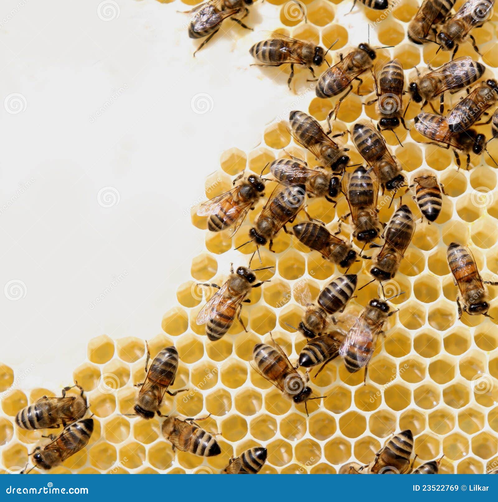 Honey comb and a bees stock image. Image of beeswax, honey - 23522769