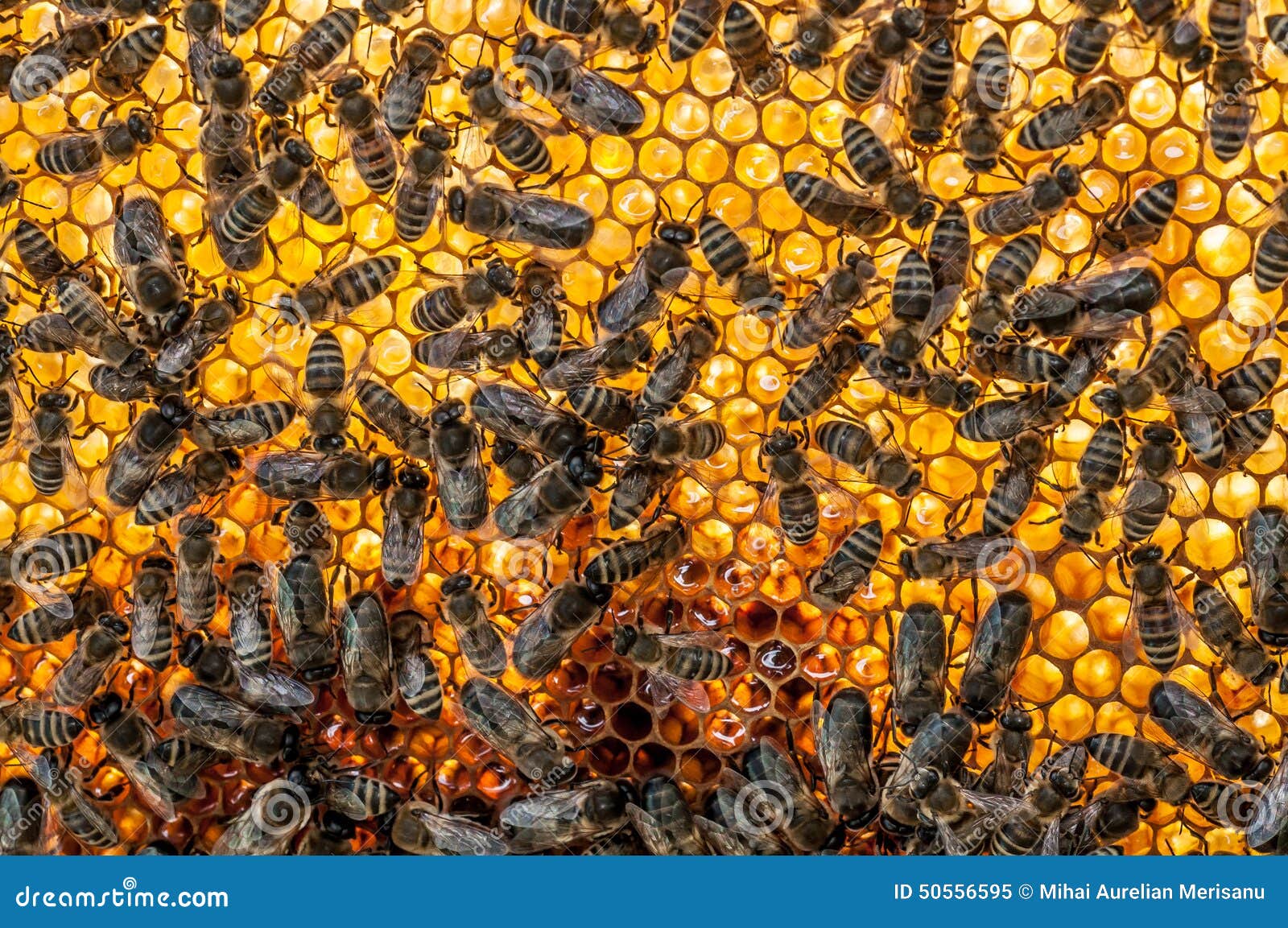 Honey-comb with bees stock image. Image of yellow, bees - 50556595