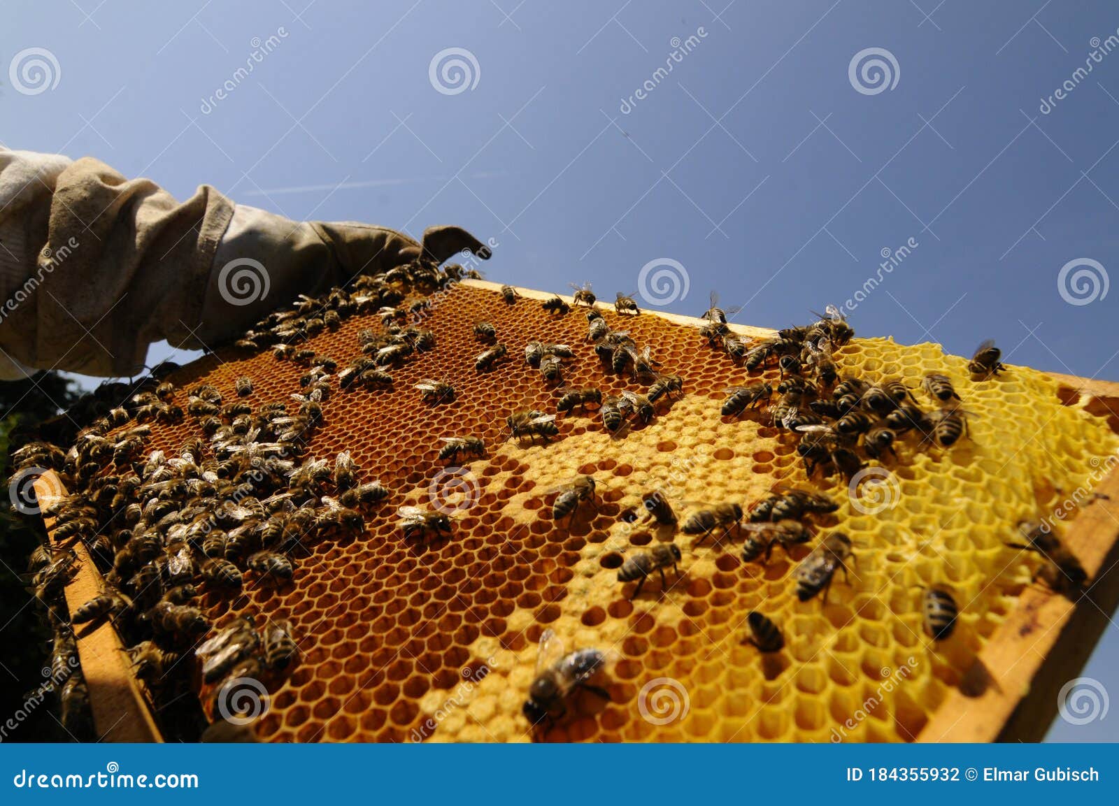 Honey comb with honey bees stock photo. Image of pollination - 184355932