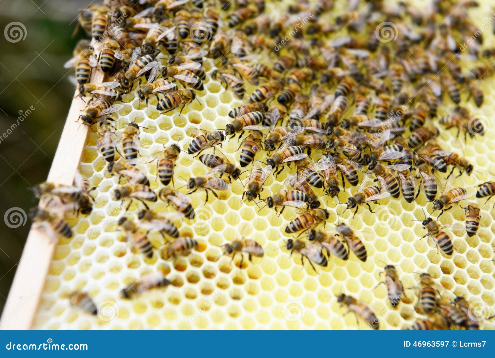 Honey Comb and Bees of a Beekeeper Stock Image - Image of pattern, wild ...
