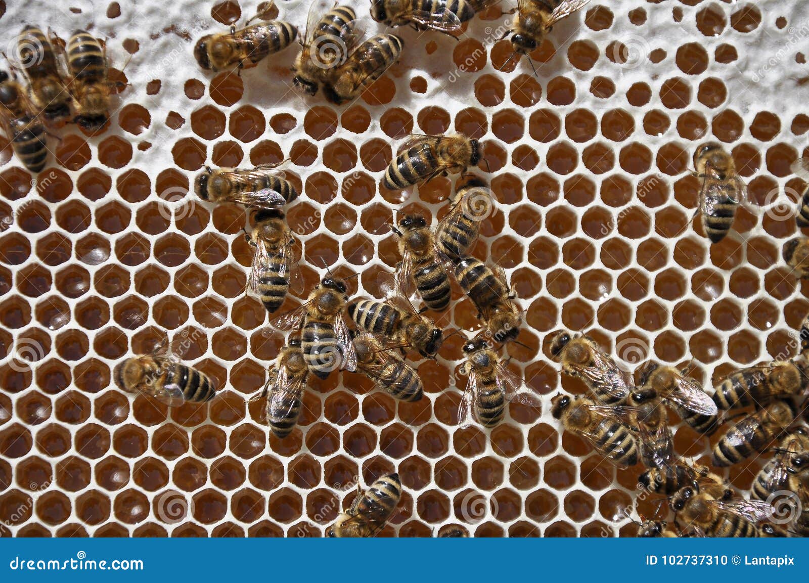 Honey comb with bees stock photo. Image of comb, background - 102737310
