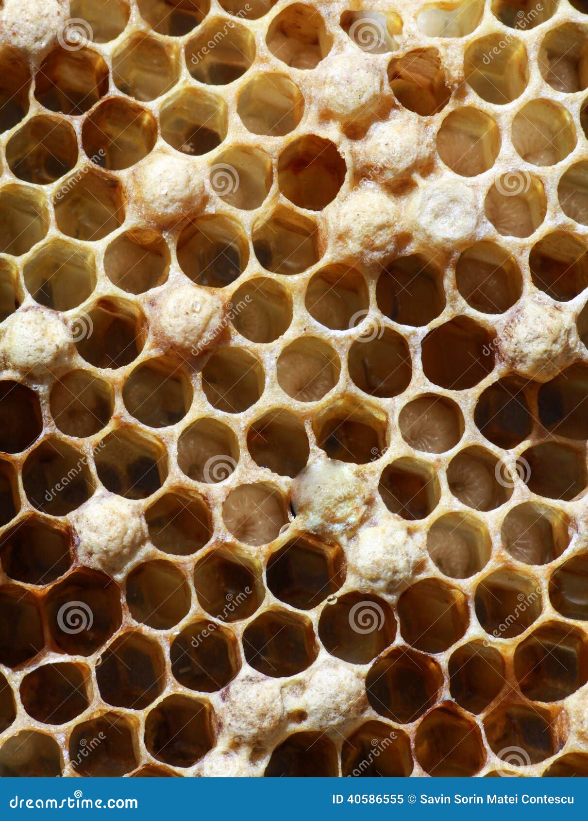 Honey Comb with Bees Larva Inside Stock Image - Image of yellow, closed ...