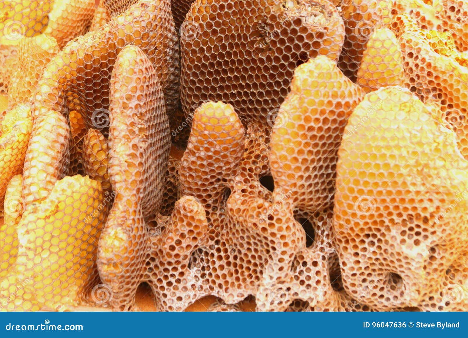 Honey Comb stock photo. Image of animal, hive, honeycomb - 96047636