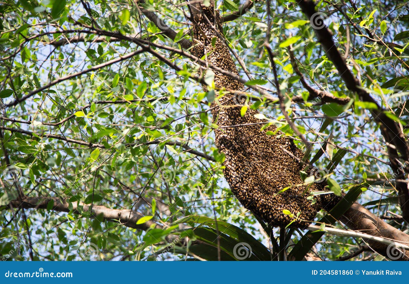 Honey Comb from Forest Bee on Branch of Tree Stock Photo - Image of ...