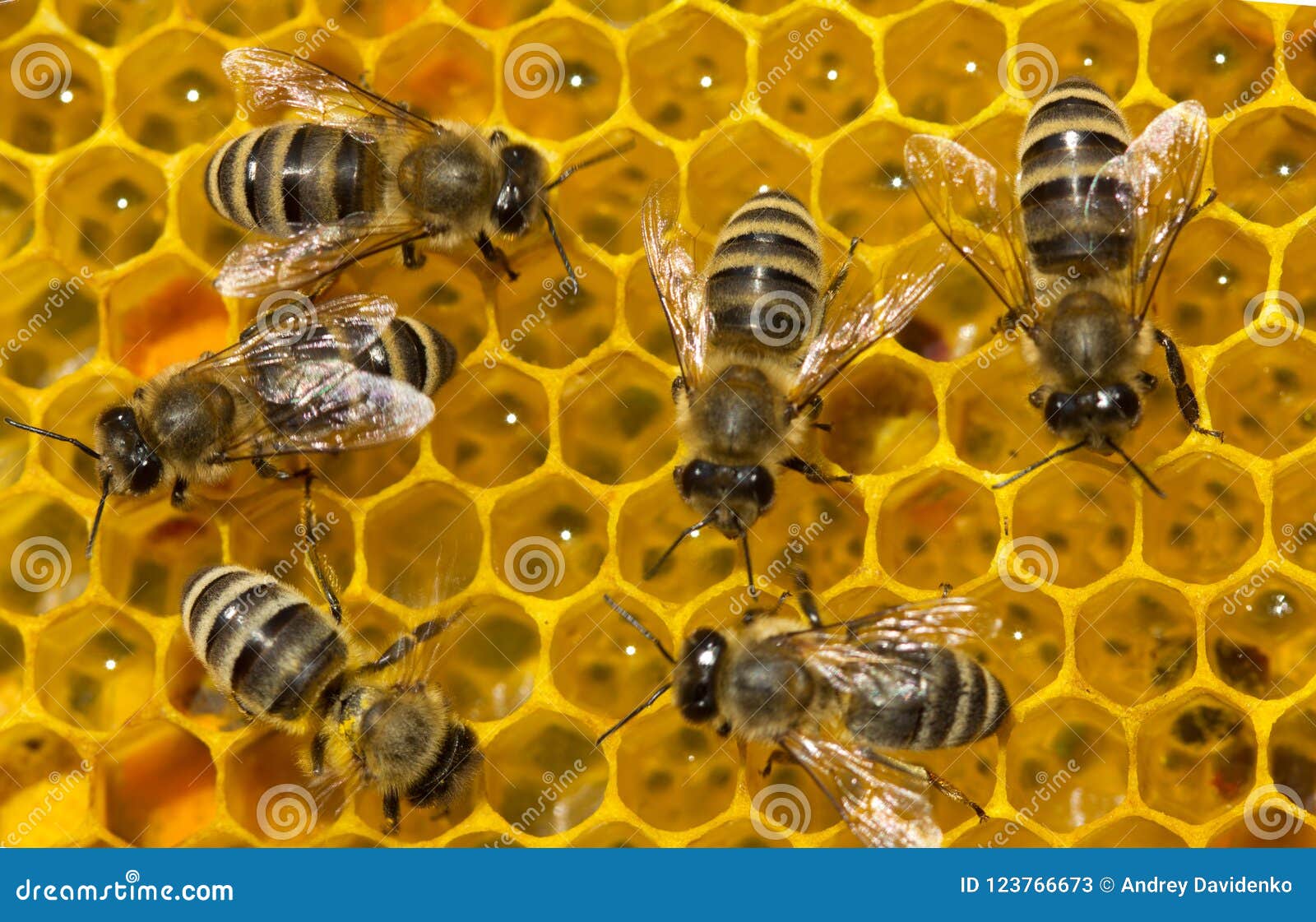 Honey Combs with Nectar, Pollen, Honey and Bees Stock Image - Image of ...
