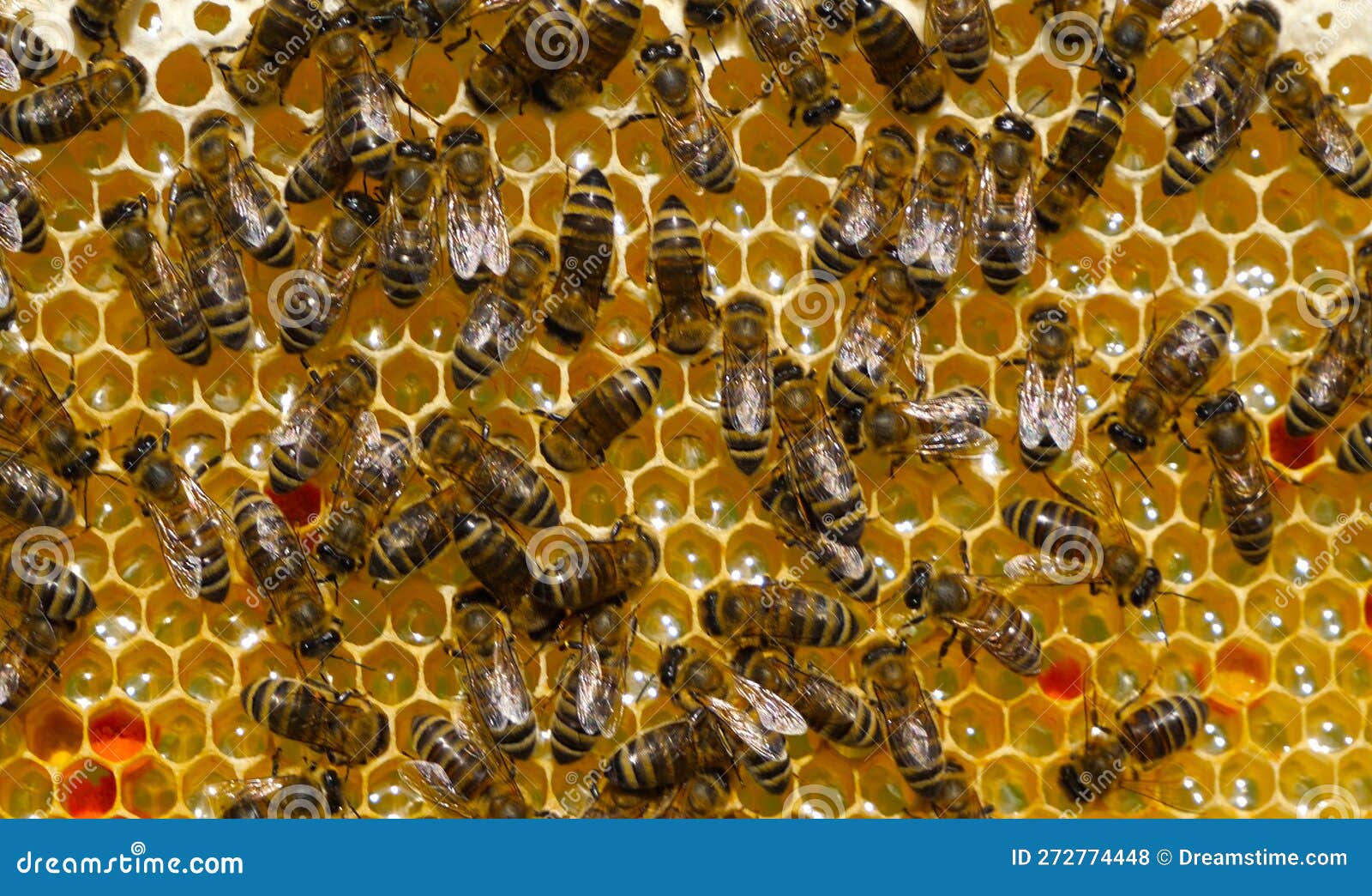 Honey Combs with Nectar, Pollen, Honey and Bees Stock Photo - Image of ...
