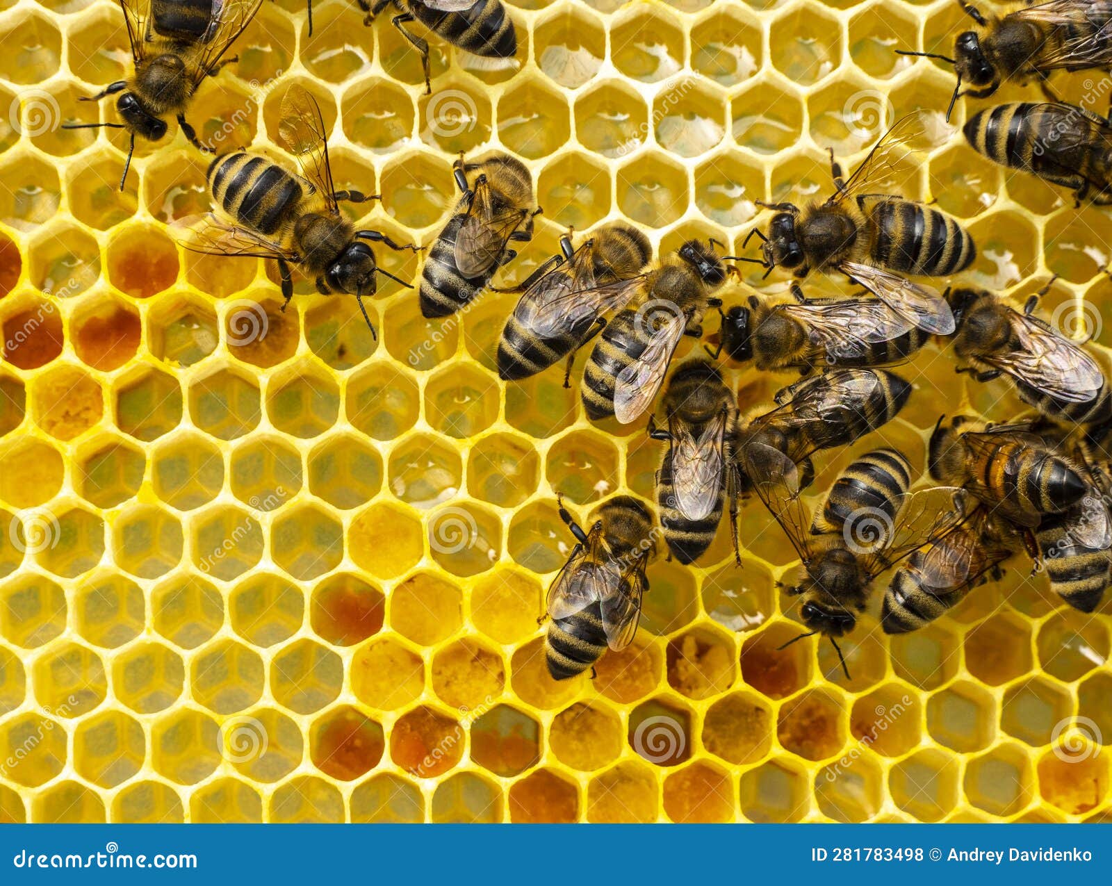 Honey Combs with Nectar, Pollen, Honey and Bees Stock Photo - Image of ...