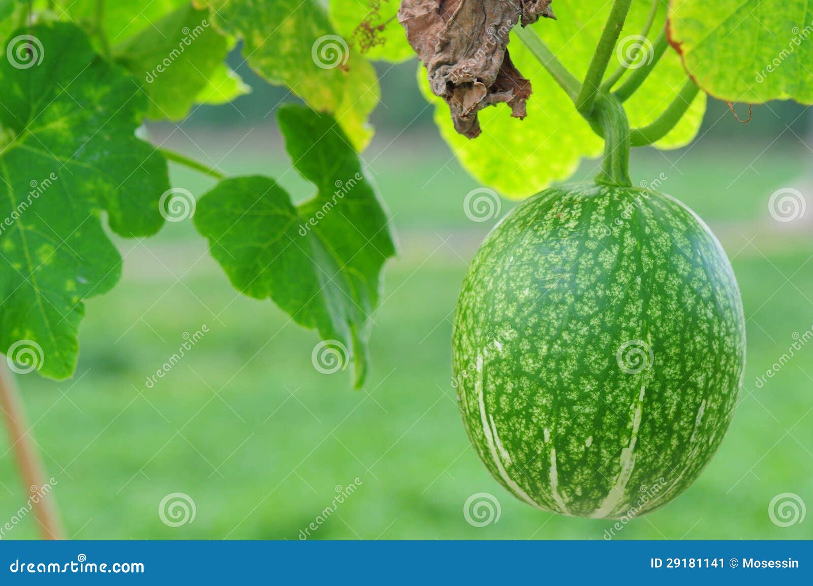 Honey dew melon stock image. Image of field, farm, nature - 29181141